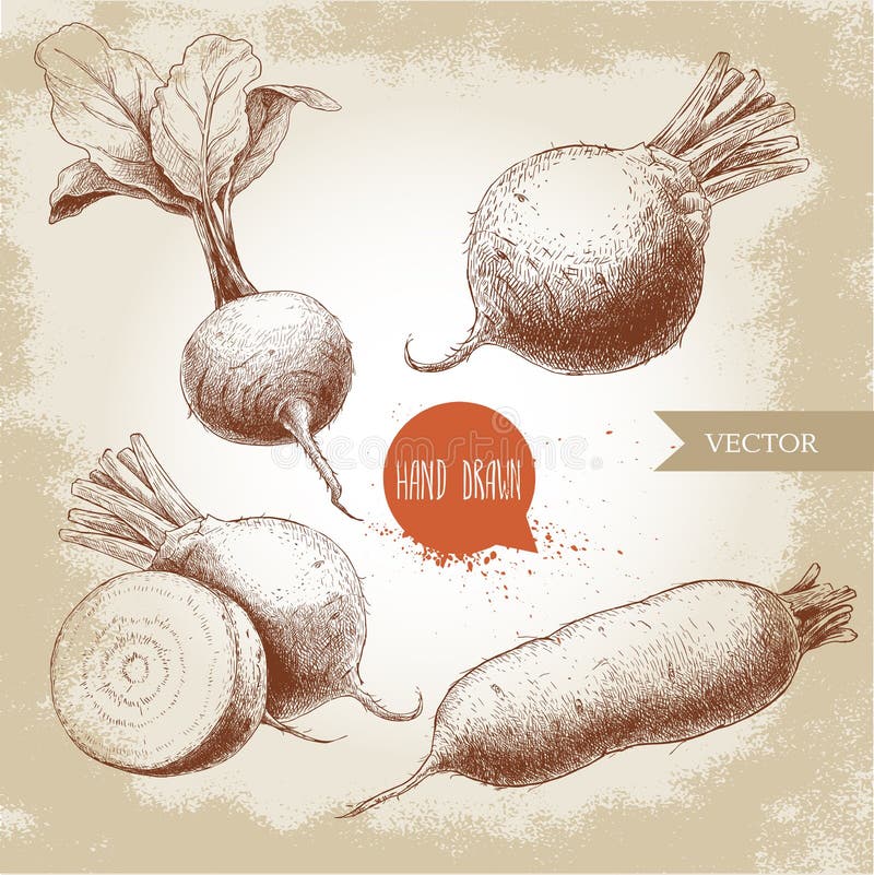 Hand Drawn Beet Root Set. Beet with Leafs, Half of Beet, Long Beet ...