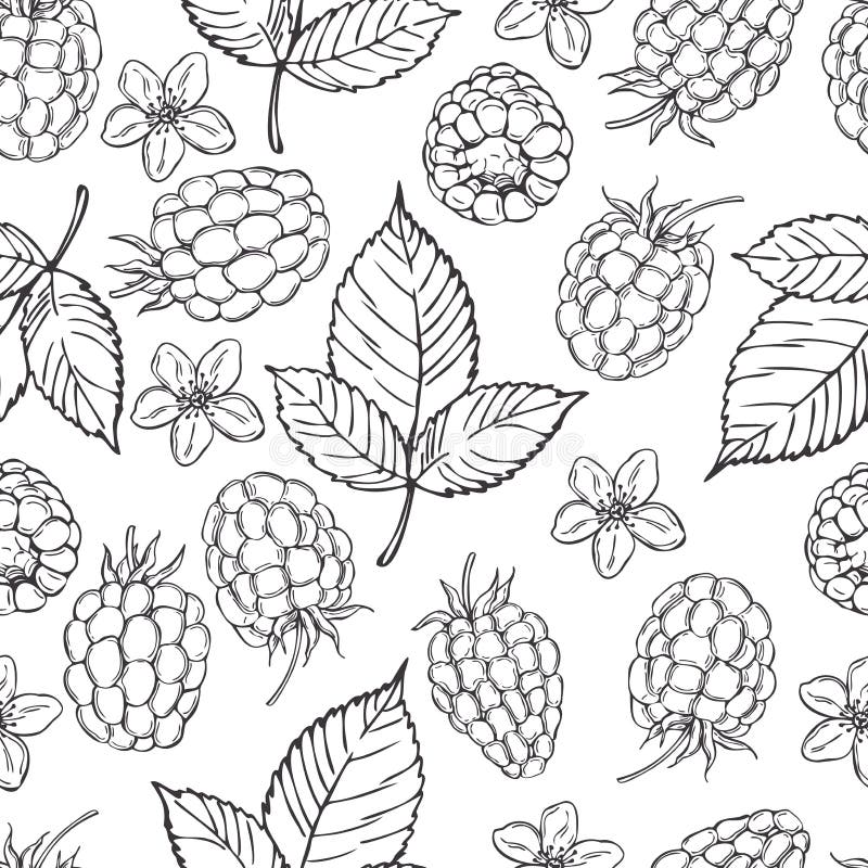 Hand Drawn Raspberry . Vector Seamless Pattern Stock Vector - Illustration of hand, healthy ...