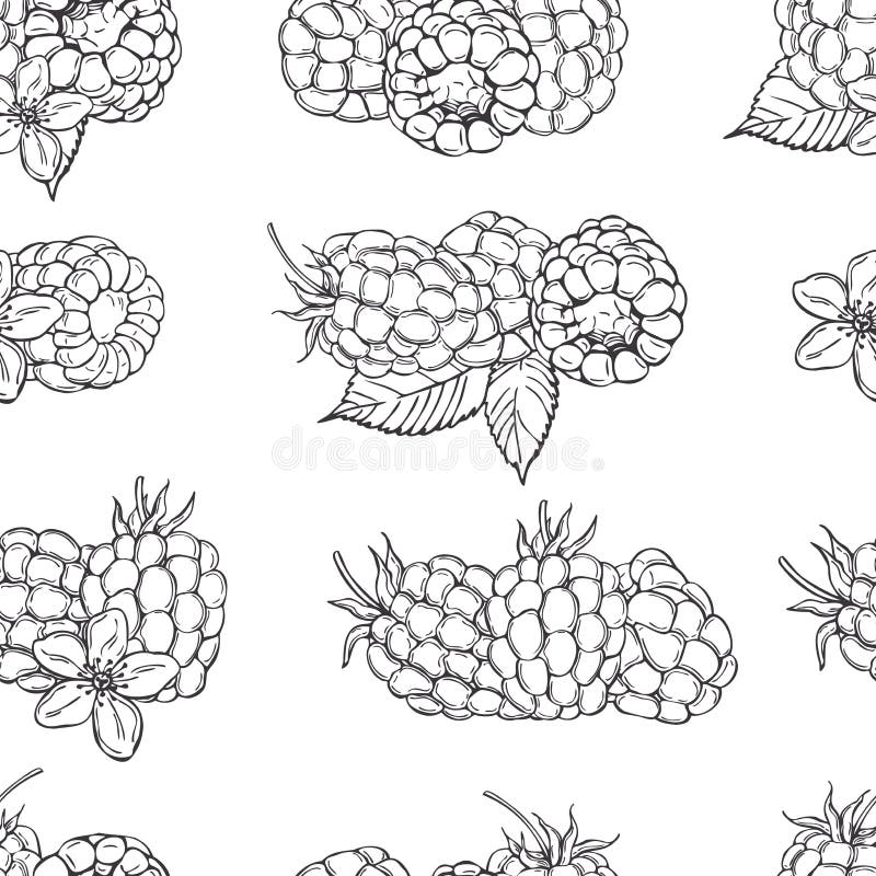 Hand Drawn Raspberry. Vector Seamless Pattern Stock Vector ...
