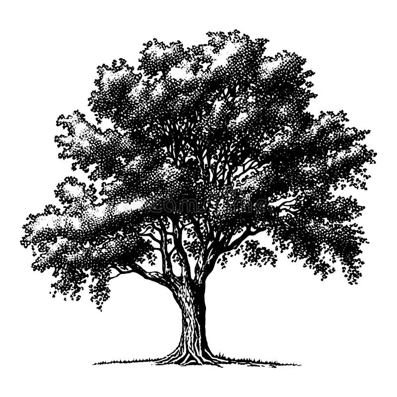 Big Tree Engraving Stock Illustrations – 466 Big Tree Engraving Stock ...