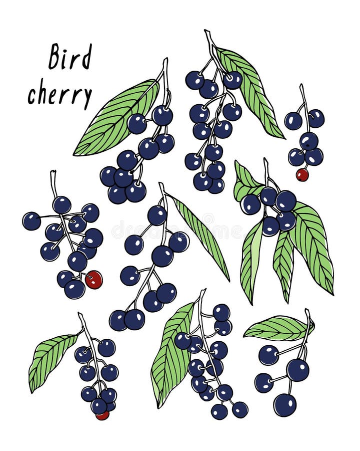 Hand Drawn Bird Cherry Twigs Stock Vector - Illustration of cultivation ...