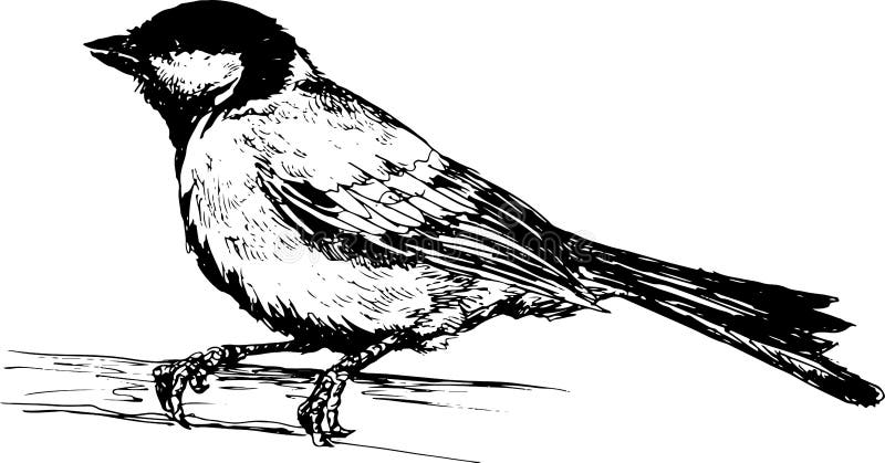 Hand drawn bird stock vector. Illustration of friendly - 43491625