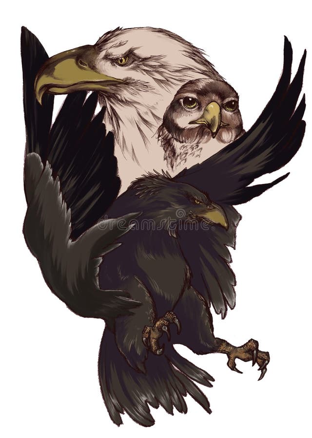 Hand Drawn Bird of Prey Illustration. Stock Image - Illustration of ...