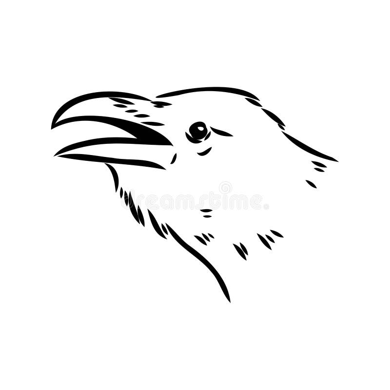 Hand-drawn Black Crow. Raven, Bird Sketch, Vector Illustration Stock ...