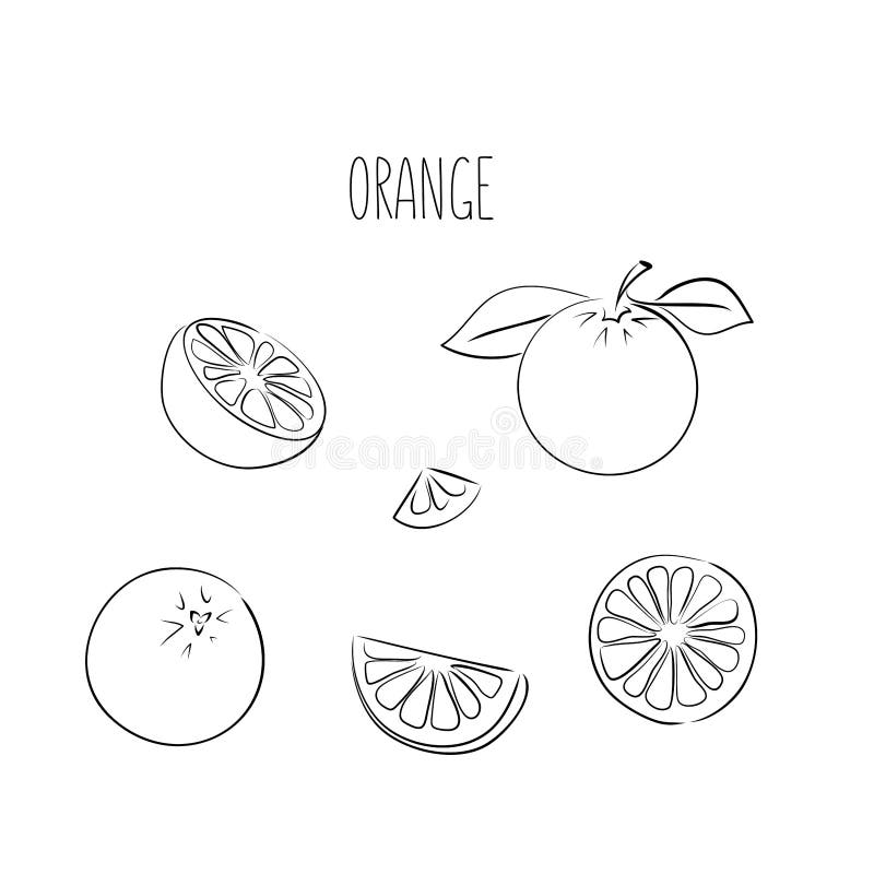 Hand Drawn Black Line Ink Orange. Vector Illustration. Doodle Citrus ...