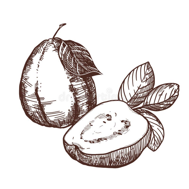 Guava Line Drawing Stock Illustrations – 412 Guava Line Drawing Stock ...
