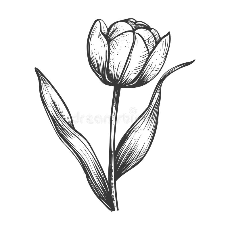 Elegant Hand-Drawn Single Tulip Flower with Leaves, Botanical ...