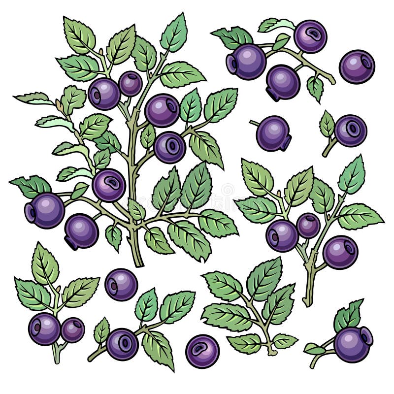 Hand Drawn Blueberries. Set of Objects Stock Vector - Illustration of ...