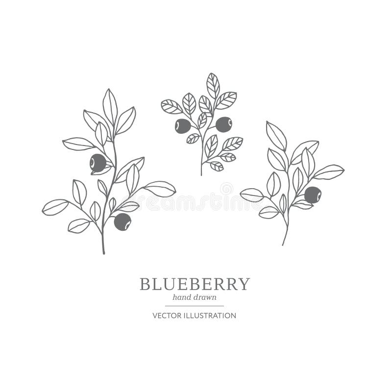 Hand drawn blueberry set. stock vector. Illustration of food - 128080763