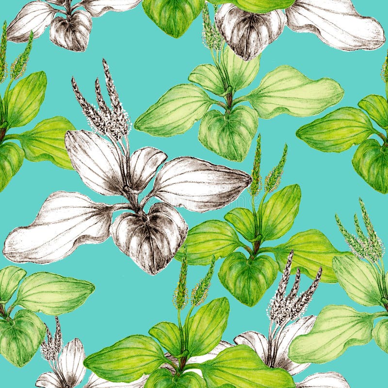 Hand Drawn Botanical Seamless Pattern of Plantain Plant Stock ...