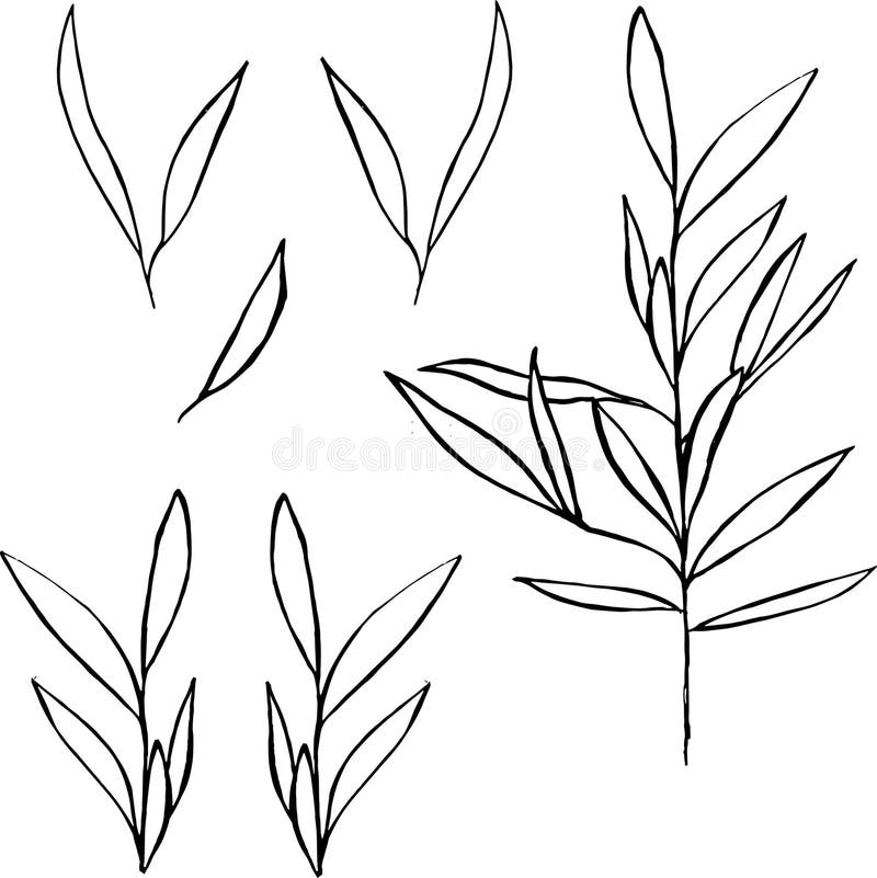 Hand Drawn Botany Graphic Elements without Background Stock Vector ...