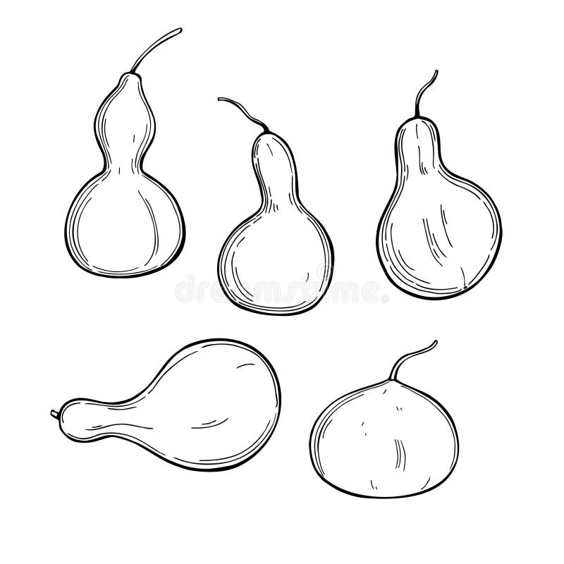 Bottle Gourds. Vector Illustration Stock Vector - Illustration of ...