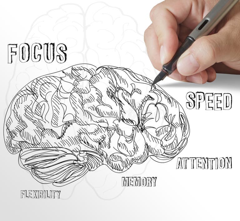 Brain Focus Attention Stock Illustrations – 3,087 Brain Focus Attention ...