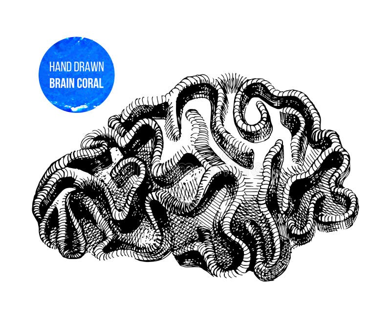 Brain Coral Illustration, Drawing, Engraving, Ink, Line Art, Vector ...