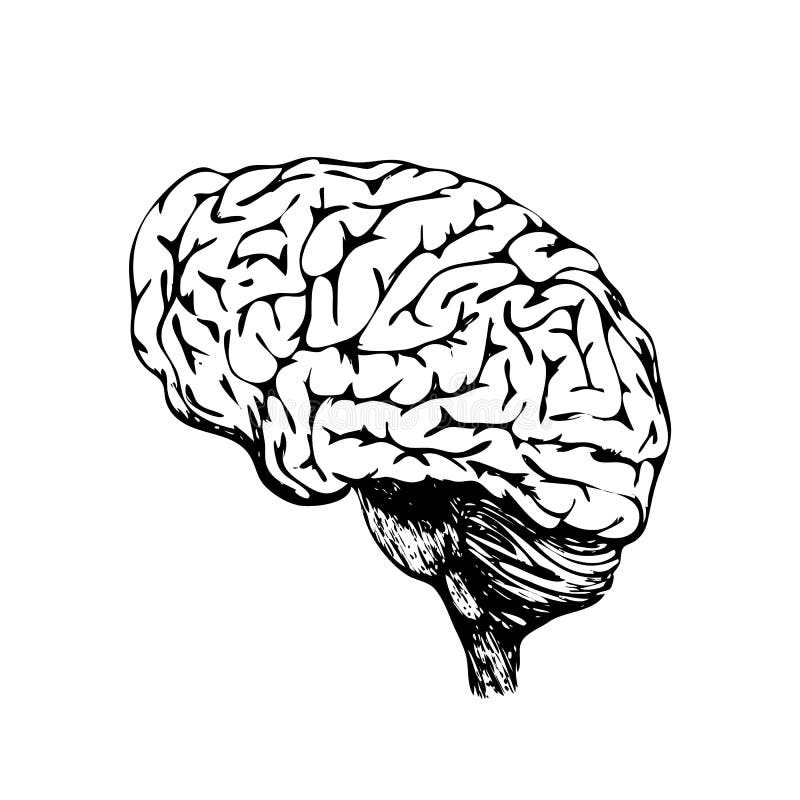 Hand Drawn of a Brain, Sketch. Doodle Vector Illustration Stock Vector ...