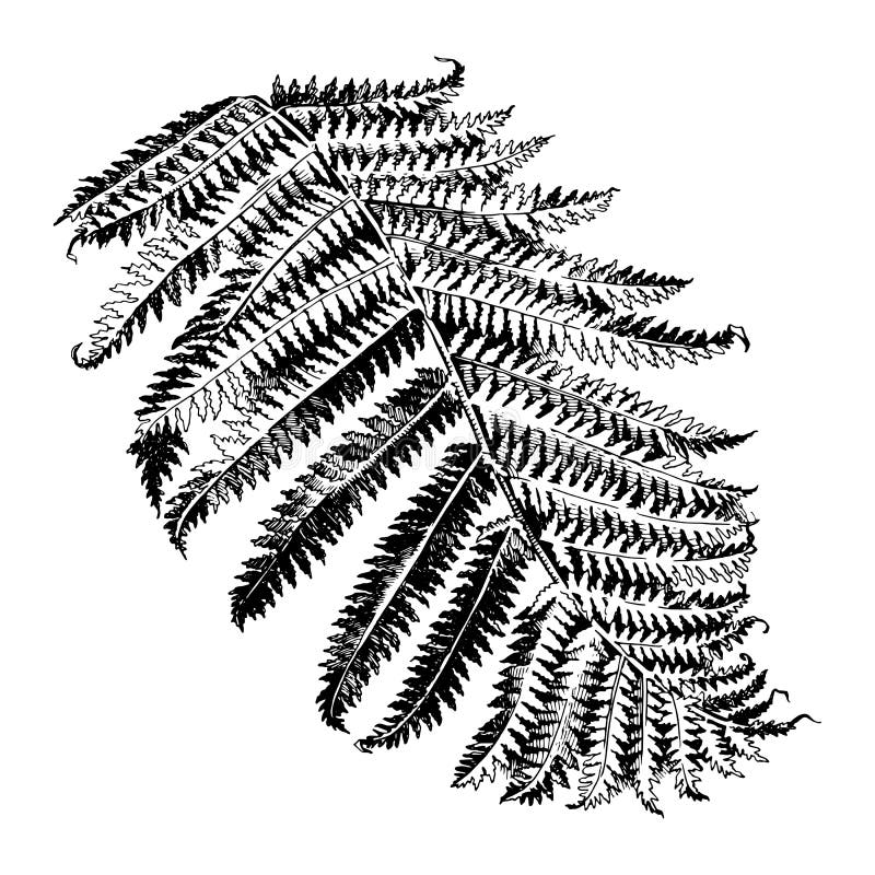 Hand drawn branch of fern stock vector. Illustration of fern - 170564792