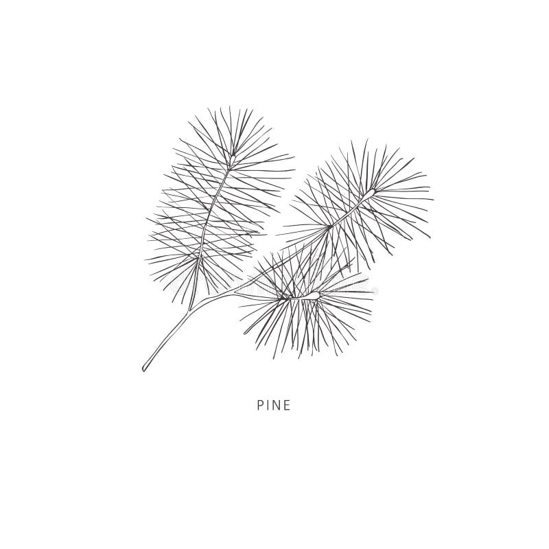 Hand Drawn Branch of Plant. Line Art Vector Graphic. Stock Vector ...