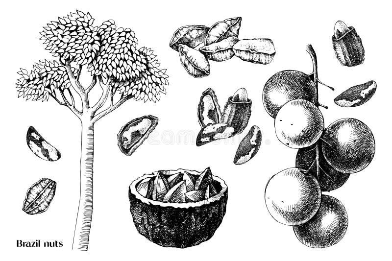 Hand Drawn Brazil Nuts Vector Set Stock Vector - Illustration of botany ...