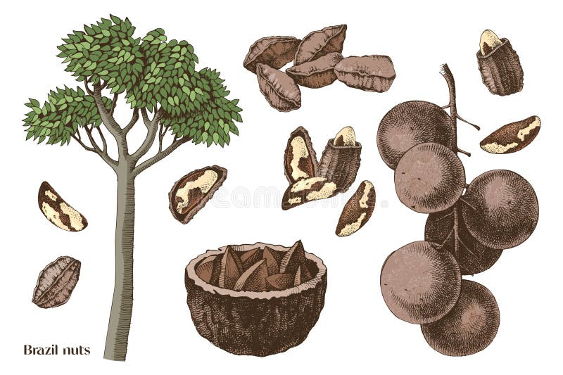 Hand Drawn Brazil Nuts Vector Set Stock Vector - Illustration of ...