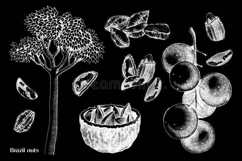 Hand Drawn Brazil Nuts Vector Set Stock Vector - Illustration of vector ...