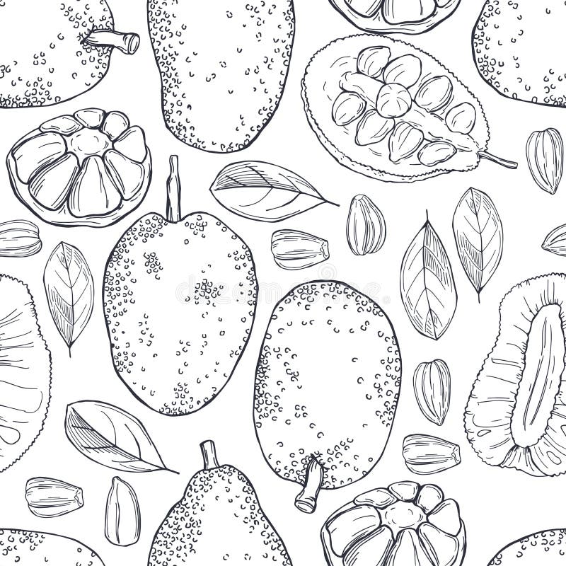 Hand Drawn Breadfruit Jackfruit. Vector Seamless Pattern Stock Vector ...
