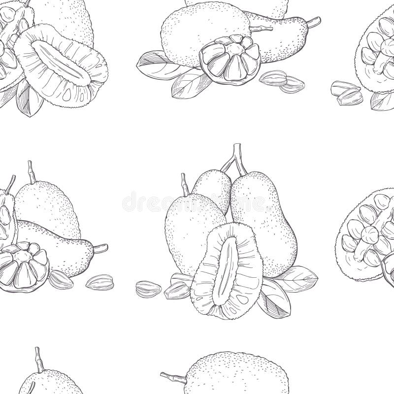 Hand Drawn Breadfruit. Vector Seamless Pattern Stock Vector ...