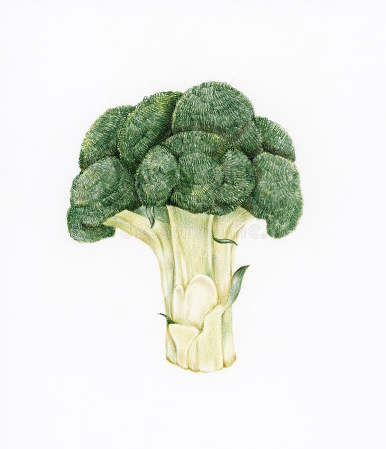 Hand Drawn Broccoli Illustration Stock Photo - Image of graphics ...