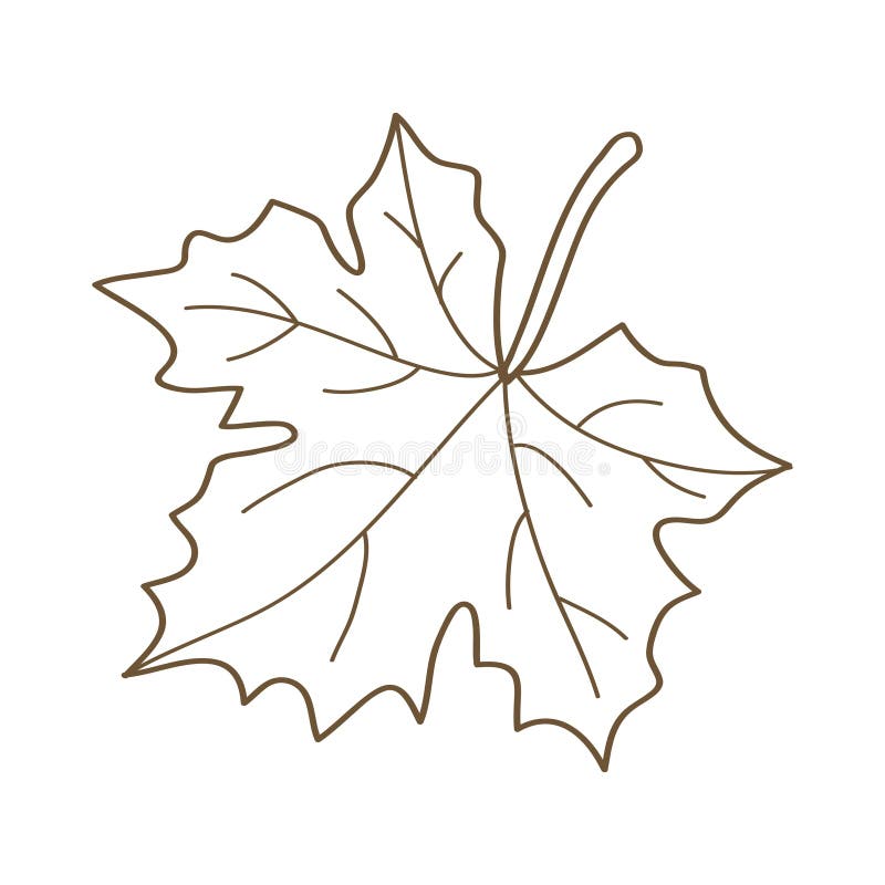 Hand Drawn Brown Maple Leaf Line Art Vector Stock Illustration ...