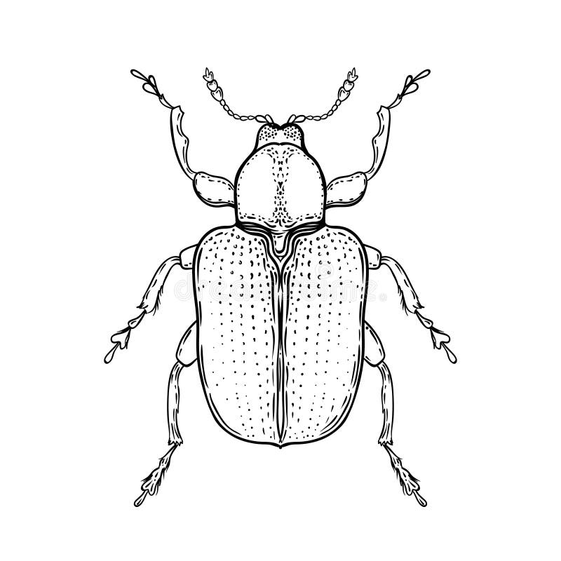 Magic Beetles and Bugs Set. Fantasy Ornate Insects for Design Stock ...