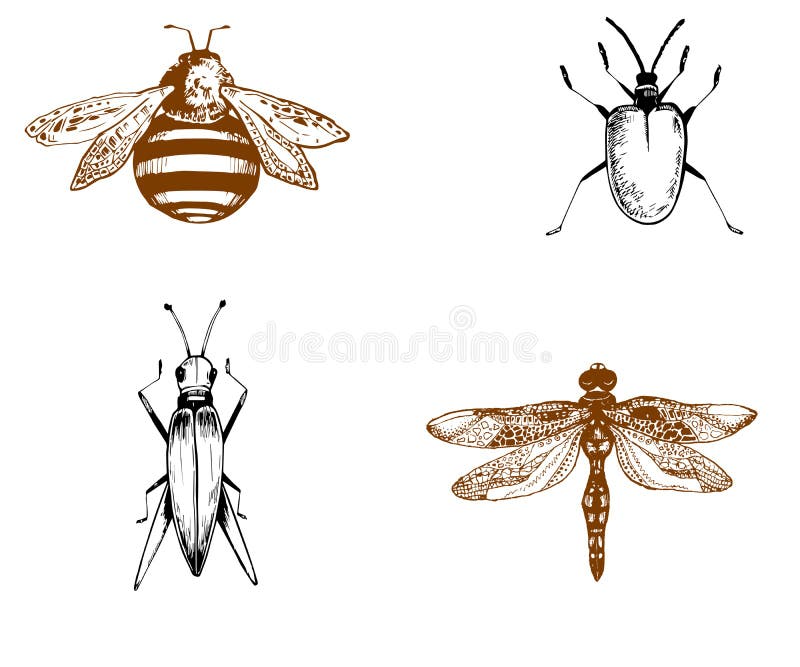 Hand drawn bugs outline stock vector. Illustration of sign - 77795413