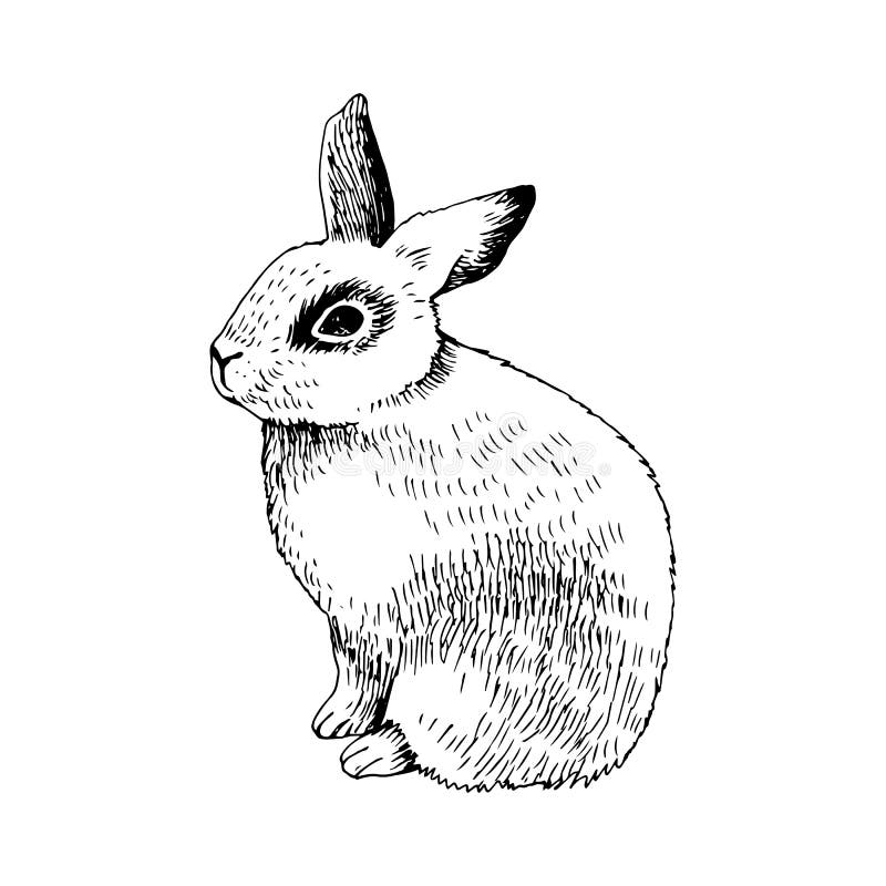 Hand Drawn Bunny Illustration Stock Vector - Illustration of isolated ...