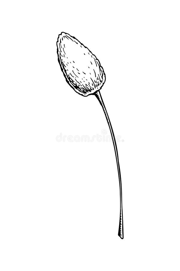 Hand Drawn Bunny Tail Grass Isolated on White Background. Vector ...