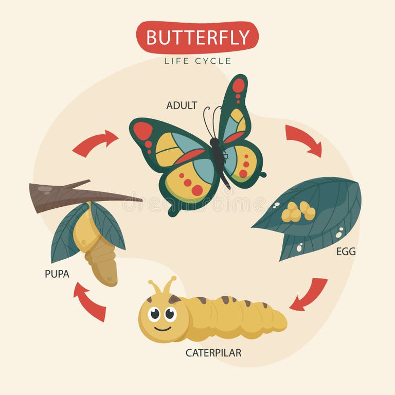 Hand Drawn Butterfly Life Cycle Vector Illustration. Stock Vector ...