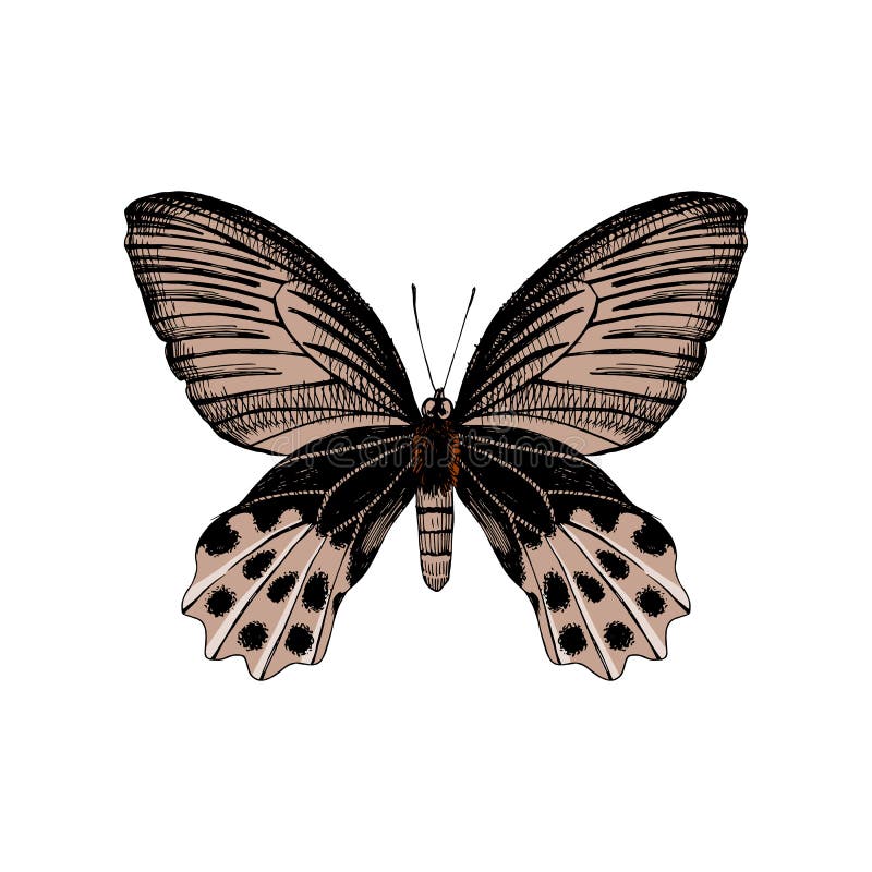 Hand drawn butterfly stock vector. Illustration of natural - 140996627