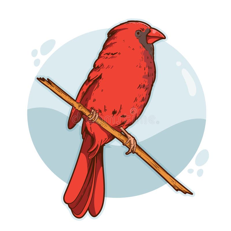 Hand Drawn Cardinal Bird Vector Illustration Stock Vector ...