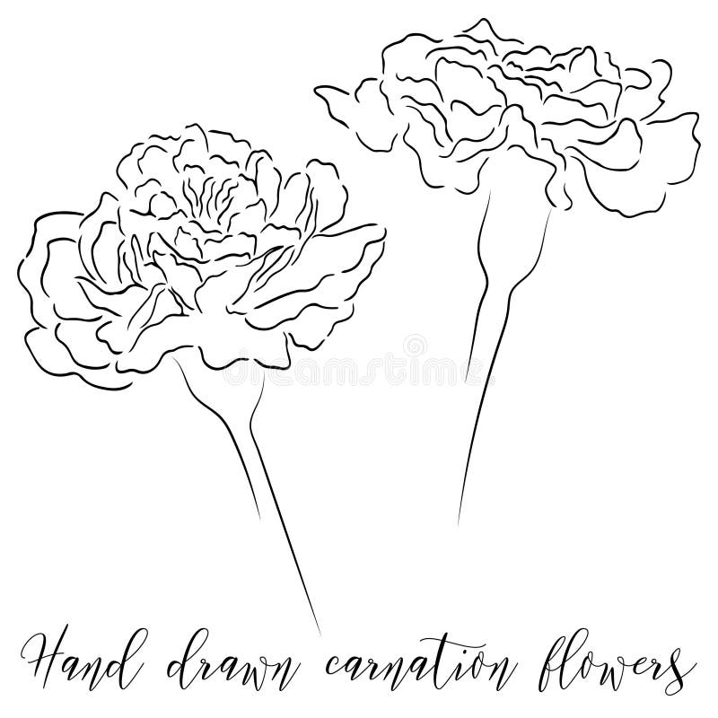Carnation Line Art Stock Illustrations – 442 Carnation Line Art Stock ...