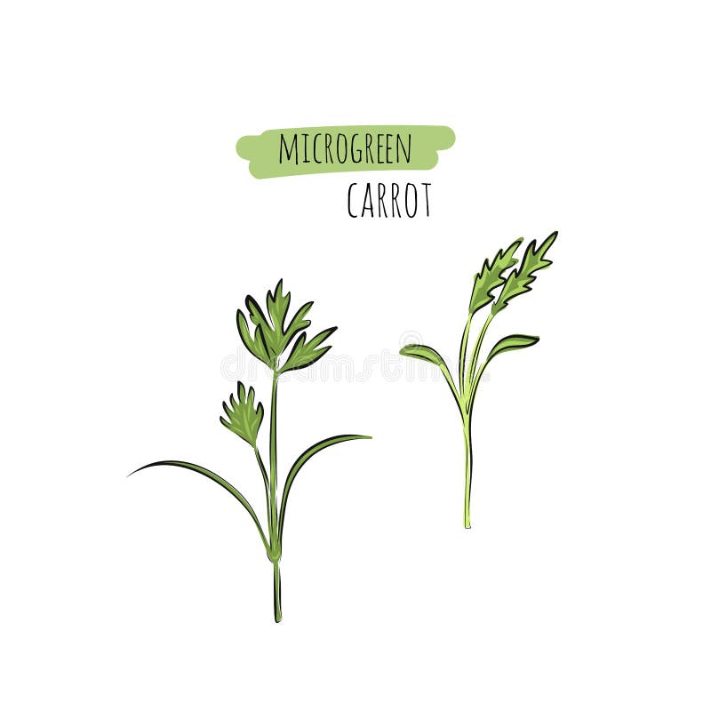 Hand Drawn Arugula Micro Greens Stock Illustrations – 93 Hand Drawn ...