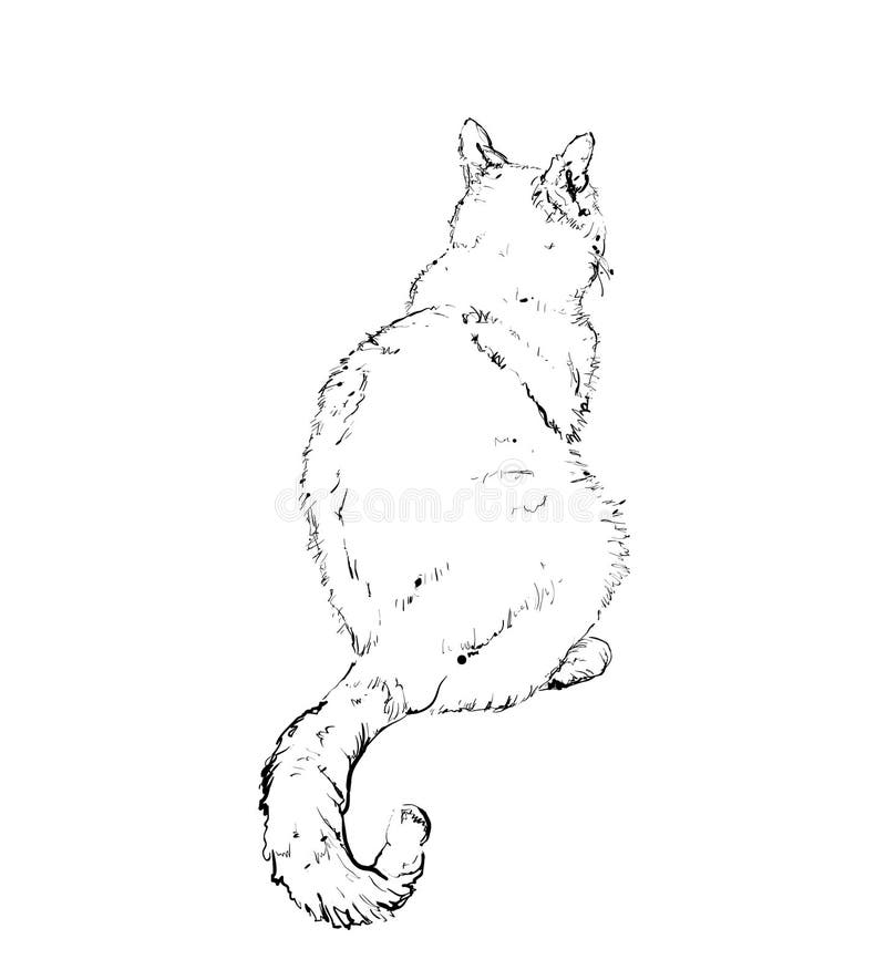 Hand drawn cat stock vector. Illustration of cutout, sketch - 72903362