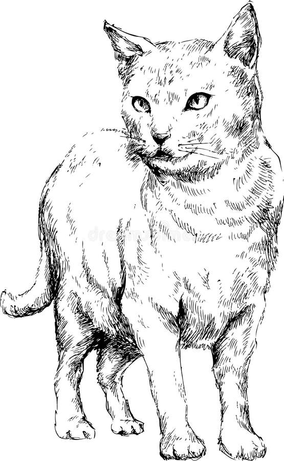 Hand drawn cat stock vector. Illustration of posing, clip - 43913105