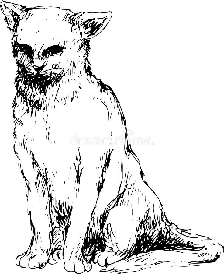 Hand drawn cat stock vector. Illustration of cute, isolated - 43491434
