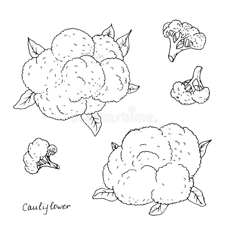 Hand drawn cauliflower stock vector. Illustration of ingredient - 65582187