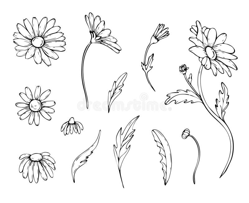 Hand Drawn Chamomile Flowers Set. Herb Medicinal Chamomile. Vector ...