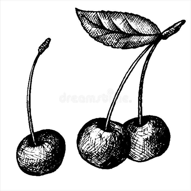 Two Cherries, Vintage Illustration Stock Vector - Illustration of ...