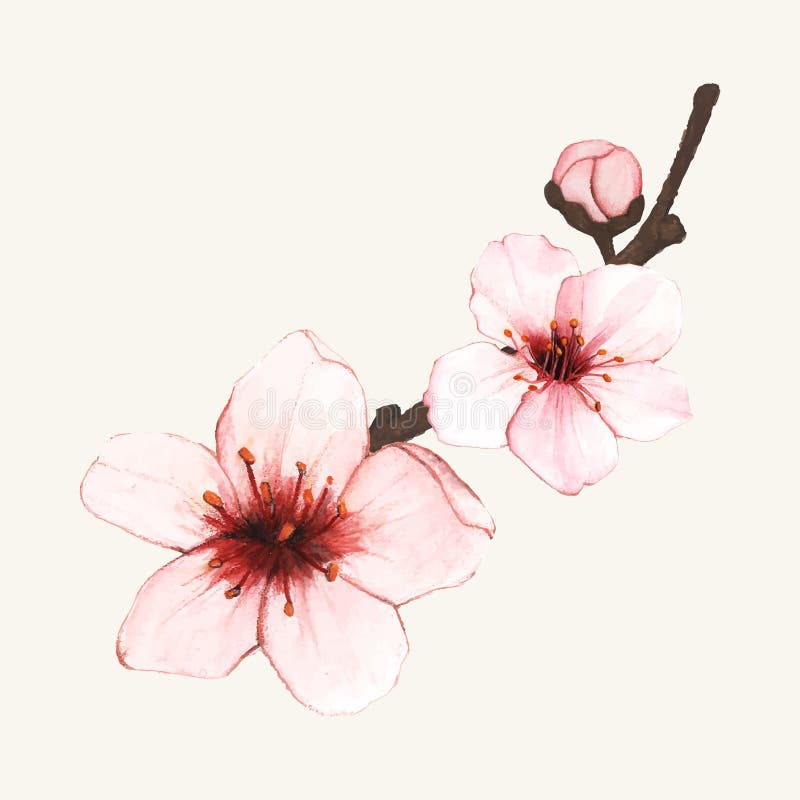Hand Drawn Cherry Blossom Flower Isolated Stock Illustration ...