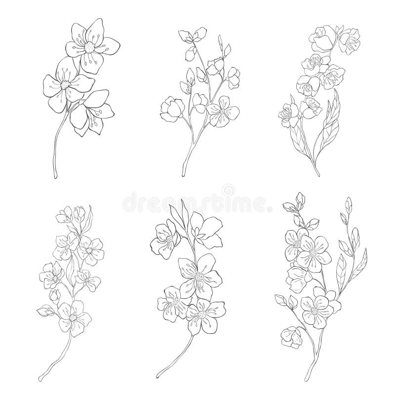 Hand Drawn Cherry Branches. Sakura Blossom Elements Stock Illustration ...