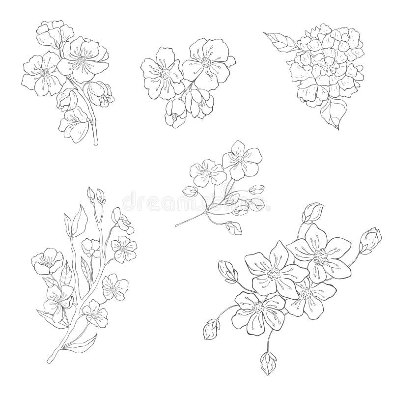 Hand Drawn Cherry Branches. Sakura Blossom Elements Stock Illustration ...