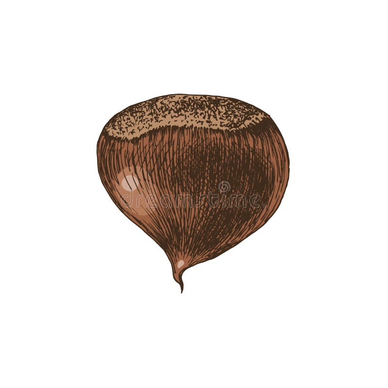 Hand drawn chestnut stock vector. Illustration of plant - 146858422