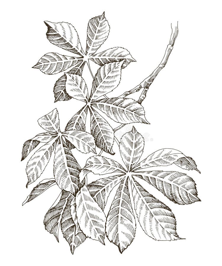 Hand Drawn Chestnut Tree Branch Stock Vector - Illustration of natural ...