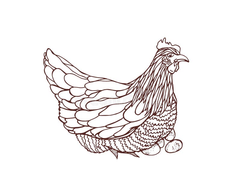 Hand drawn chicken stock vector. Illustration of food - 76935628