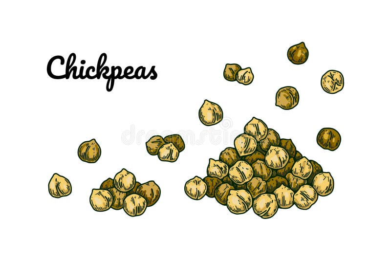 Hand Drawn Chickpeas Beans. Colorful Botany Vector Illustration in ... Hand Drawn Chickpeas Beans. Colorful Botany Vector Illustration in ...